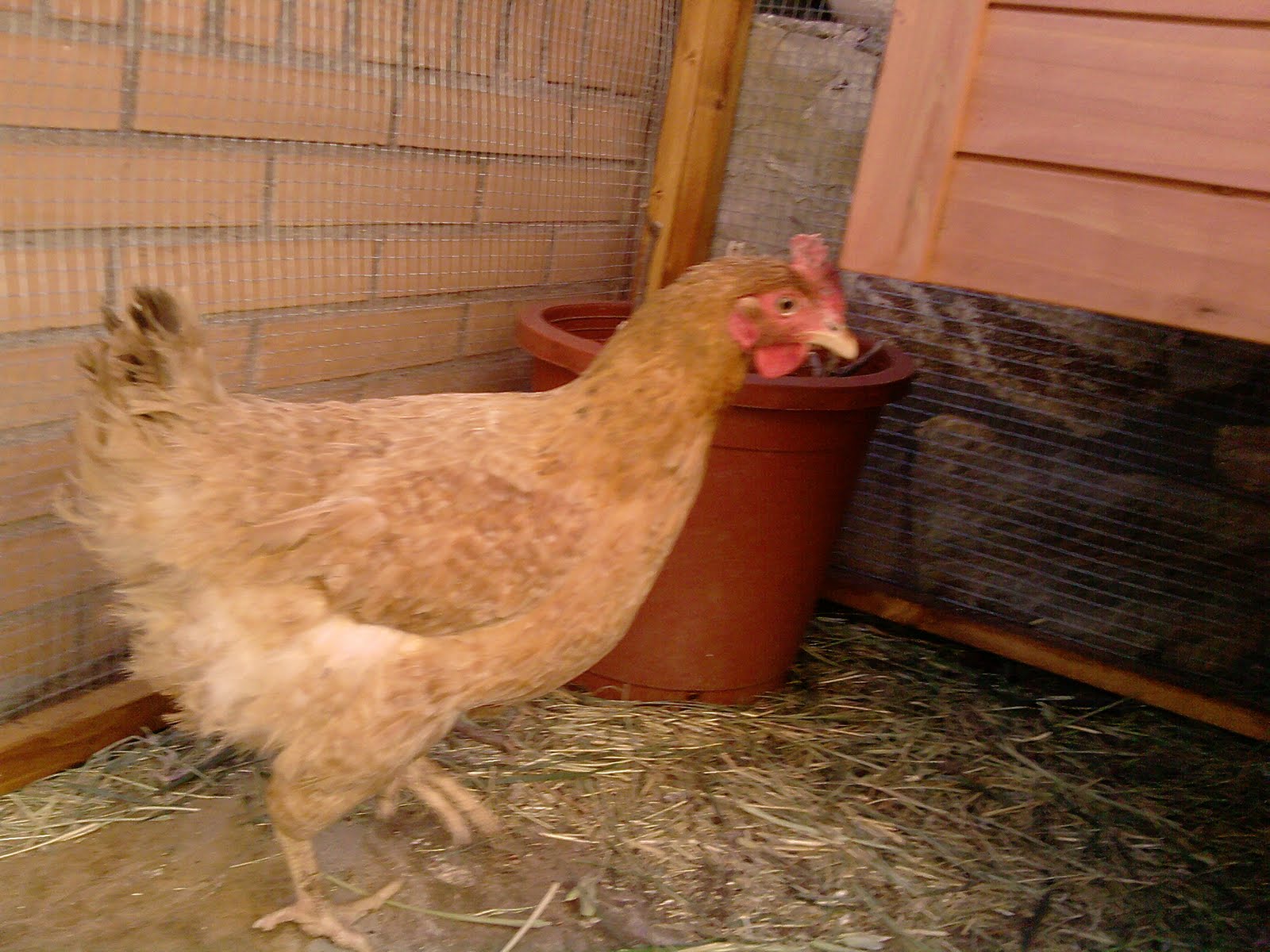 El Corral de Xaina: Mis Gallinas